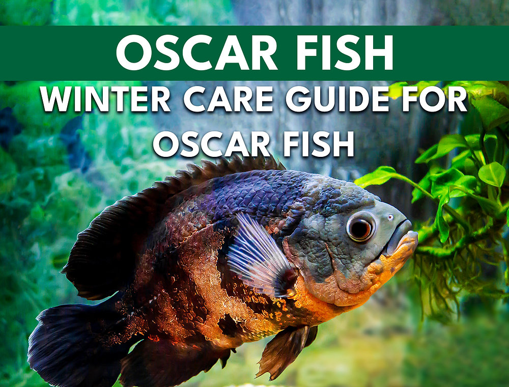 Winter Care Guide for Oscar Fish