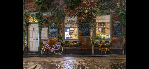 The fox, the bike and the forest. York | Dave Zdanowicz Photo