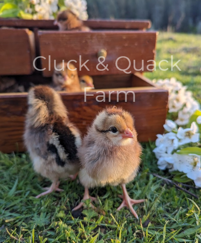 Local Pickup Only | Cluck and Quack Farm