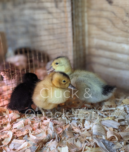 Local Pickup Only: Quacky Ducklings | Cluck and Quack Farm