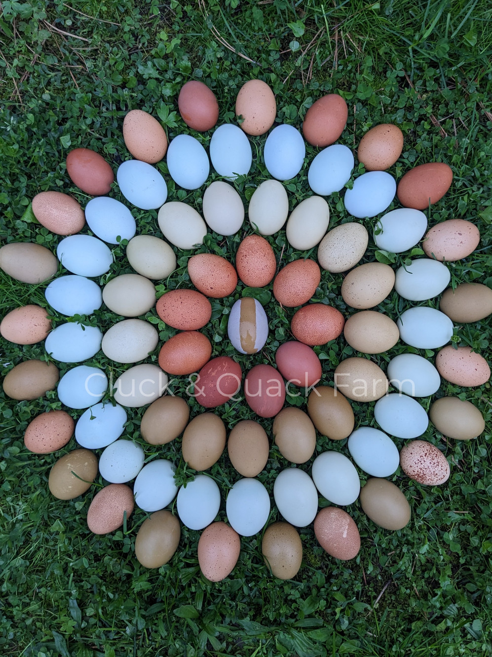 Cluck and Quack Farm | small family farm & hatchery