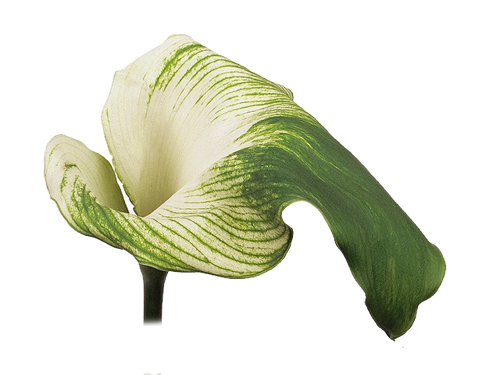 Calla Green Goddess | Leaf To Bloom