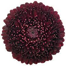 Gerbera Pomponi Black Pearl | Leaf To Bloom