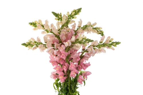 Snapdragon Light Pink | Leaf To Bloom