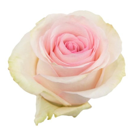 Rose Lorraine | Leaf To Bloom