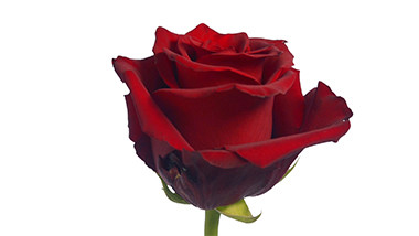 Rose Explorer | Leaf To Bloom