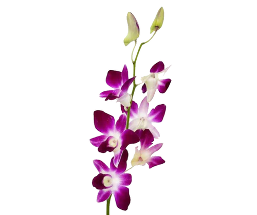 Dendrobium Anna | Leaf To Bloom