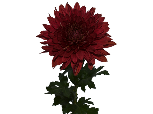 Chrysanthemum Disbud Red Tornado | Leaf To Bloom