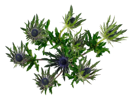 Thistle Eryngium Blue Lagoon | Leaf To Bloom