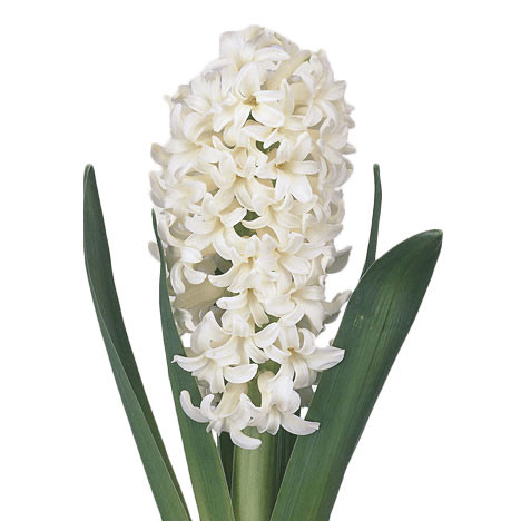 Hyacinth Cut White | Leaf To Bloom