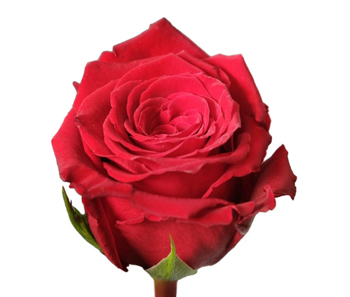 Rose Fortune | Leaf To Bloom