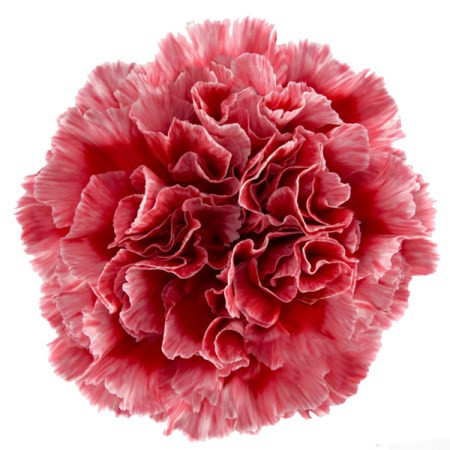 Carnation Cheerio | Leaf To Bloom