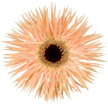 Gerbera Spider Peach | Leaf To Bloom