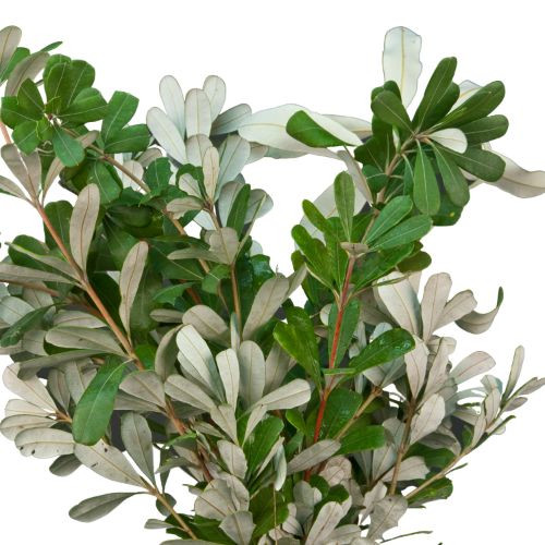 Integrifolia Natural (aka Integrafolia) | Leaf To Bloom