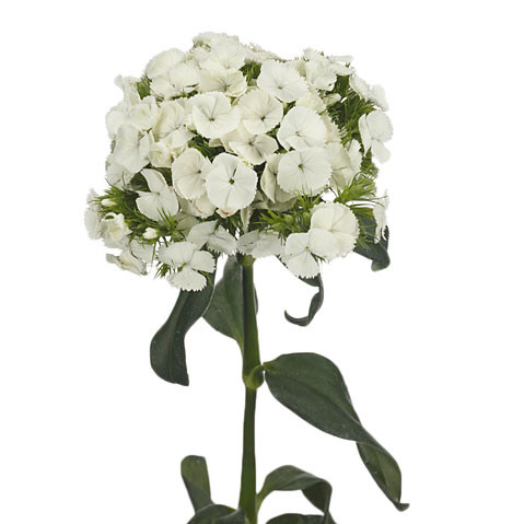 Dianthus Gypsy White | Leaf To Bloom