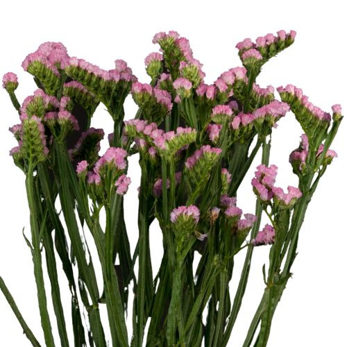 Statice Pink | Leaf To Bloom