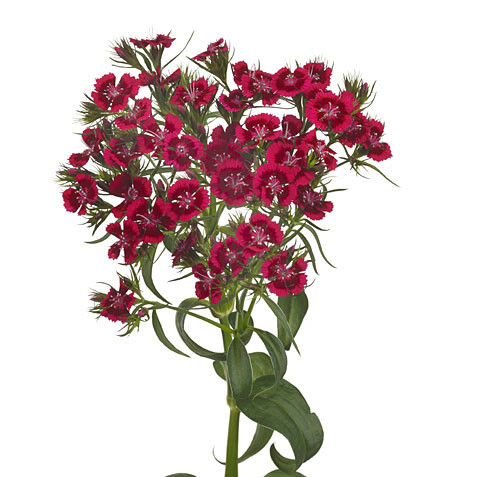 Dianthus Gypsy Red | Leaf To Bloom
