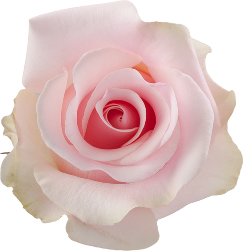 Rose Titanic | Leaf To Bloom