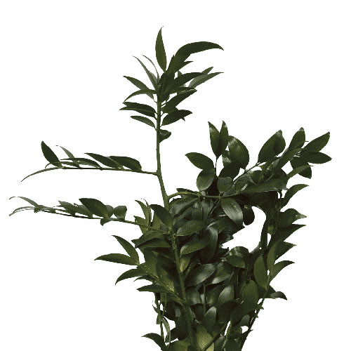 Nagi (Podocarpus) | Leaf To Bloom