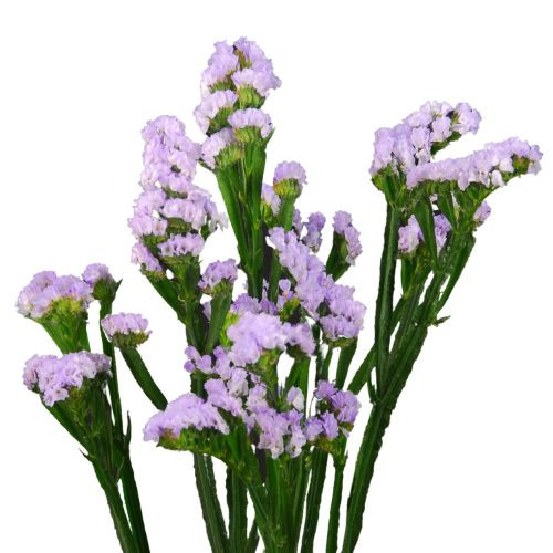 Statice Blue | Leaf To Bloom