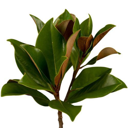 Magnolia Tips | Leaf To Bloom