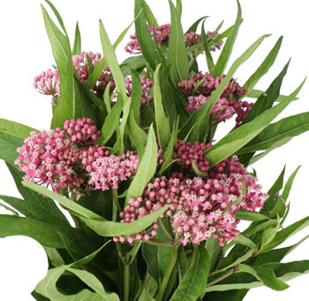 Asclepias Lavender (Milk Weed) | Leaf To Bloom