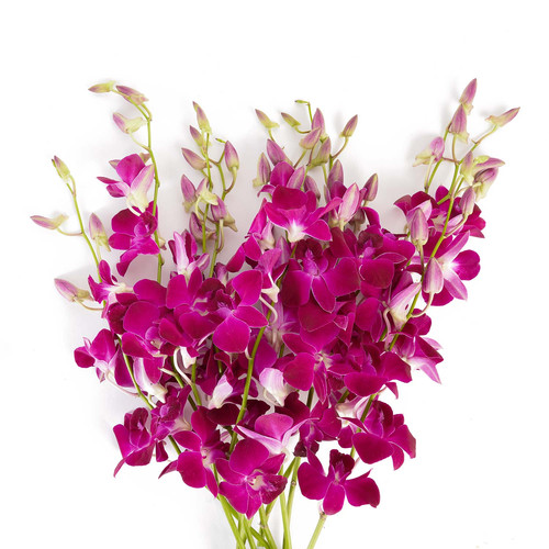 Dendrobium Red Bull | Leaf To Bloom