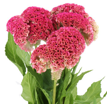 Celosia Cockscomb Bombay Coral | Leaf To Bloom