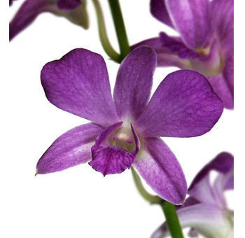 Dendrobium Blue Ocean | Leaf To Bloom