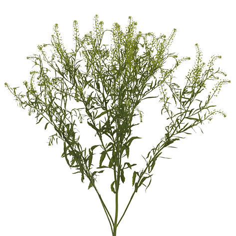 Lepidium Green Dragon | Leaf To Bloom