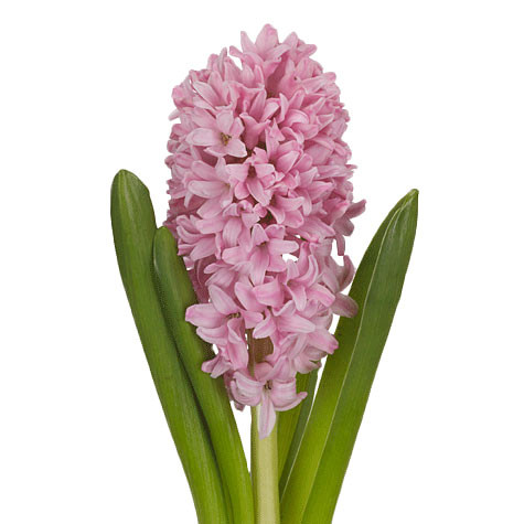 Hyacinth Cut Pink | Leaf To Bloom