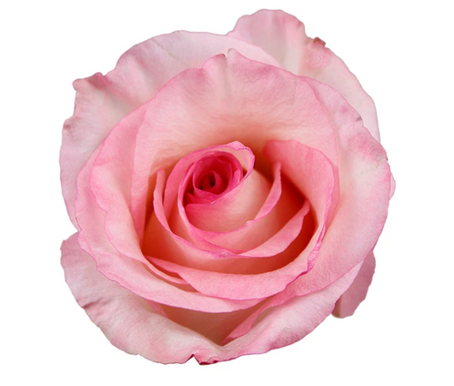 Rose Boulevard@ | Leaf To Bloom