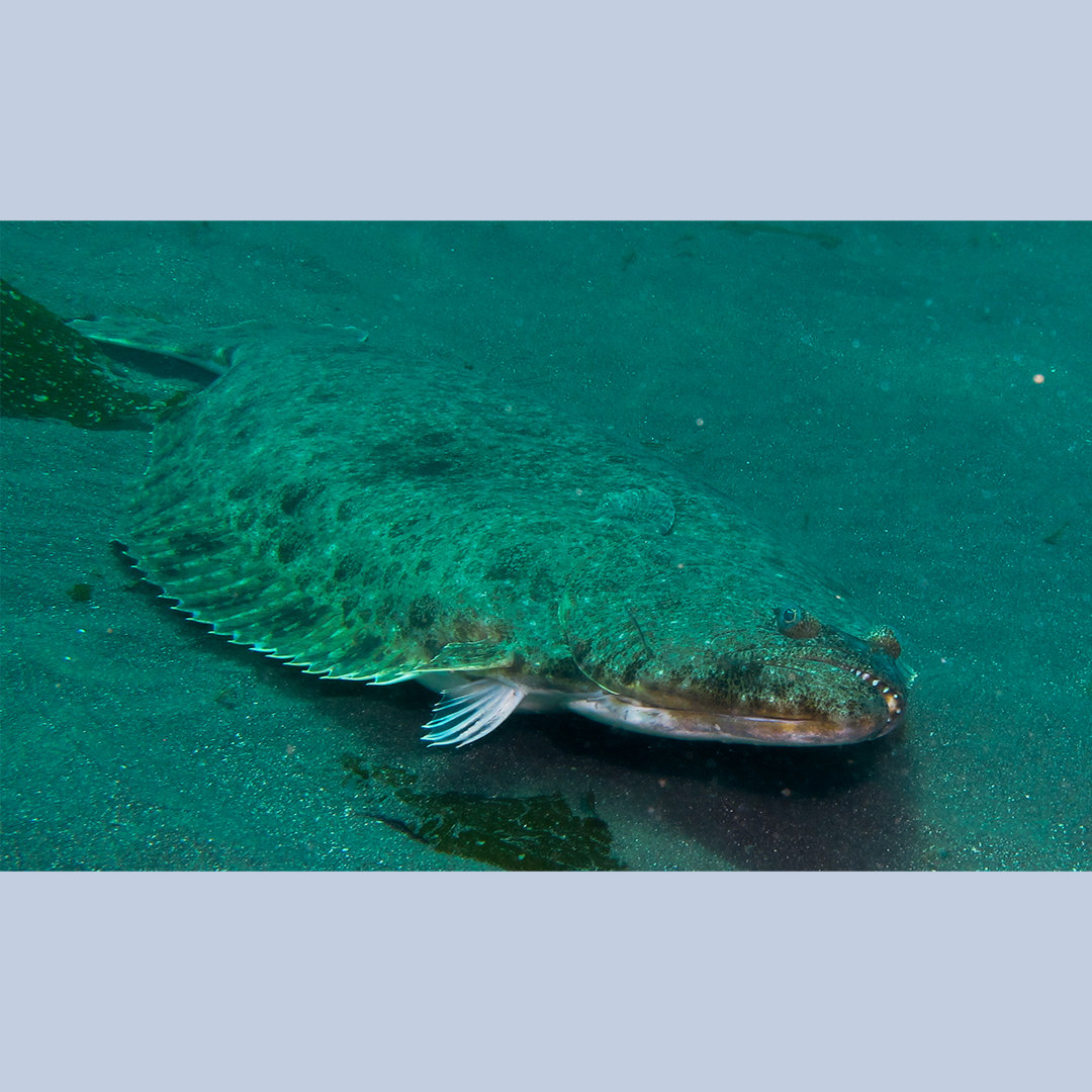 California Halibut | Project Spearfishing