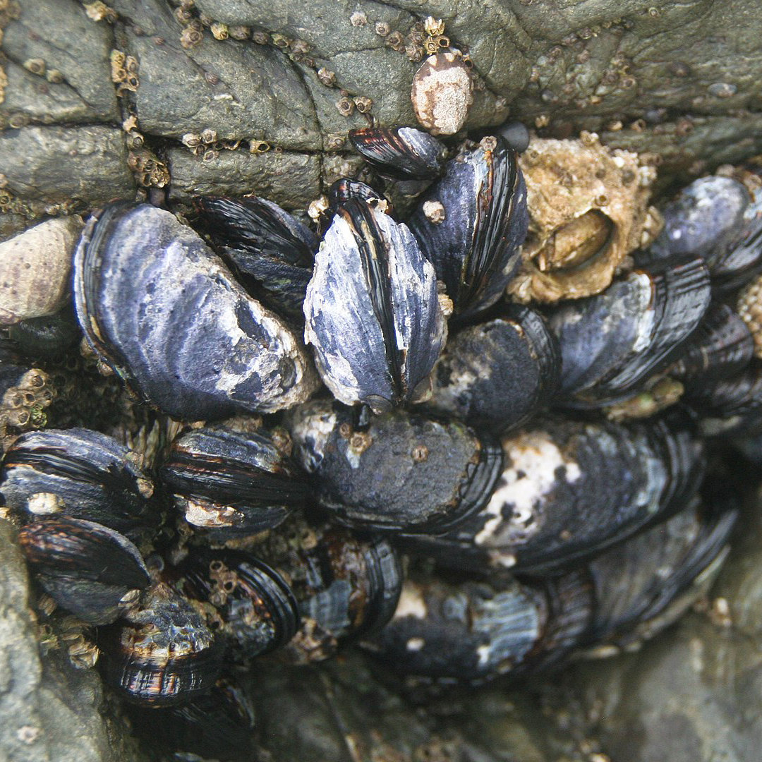 Mussels | Project Spearfishing