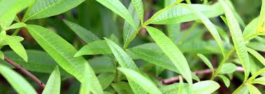 Moroccan Tea (Louisa) | Moroccan Essentials