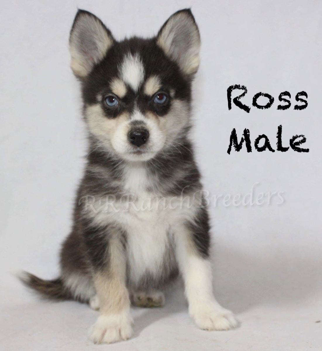 Pomskies | United States, UT | Red Rock Ranch Pomsky Breeders