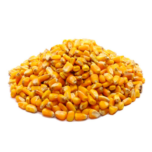 MAIZ ENTERO | 22433725 Nutri Zoo