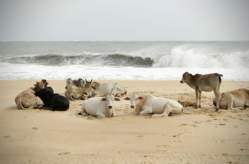 Scott Eells | Multimedia Innovation | Photography | DAM