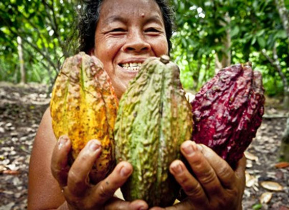Peru, the land of origin of cocoa