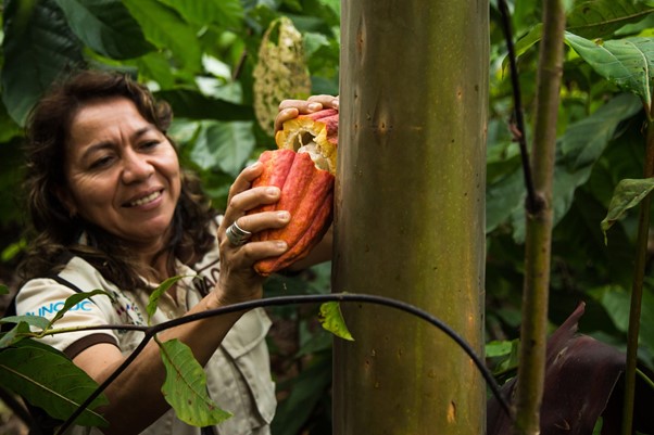 Le Pérou, terre d’origine du cacao