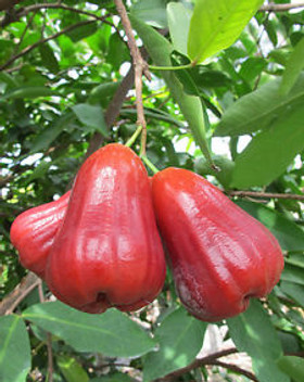 Fruit trees A-Z | Mysite