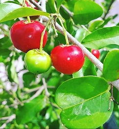 Fruit trees A-Z | Mysite