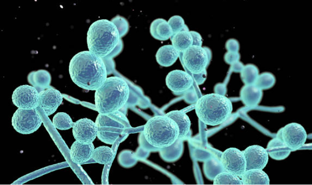 DL-986: Candida: Opportunistic Mycoses, 2 CE | CAMLT