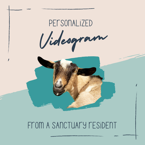 Personalized VideoGram | Magical Creatures
