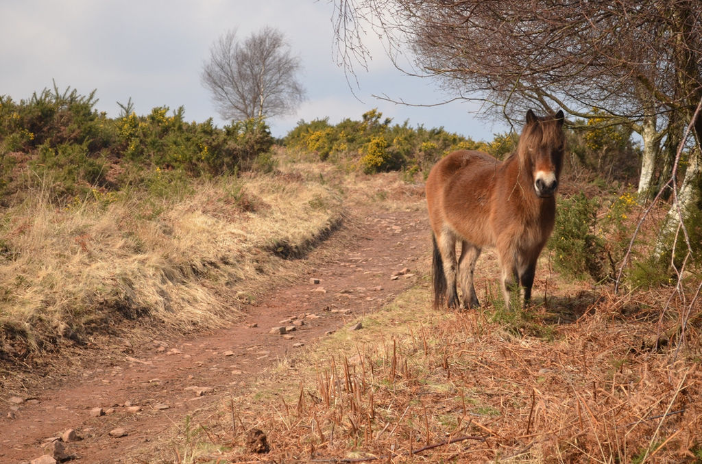 Exmoor National Park | Green Traveller's Guides