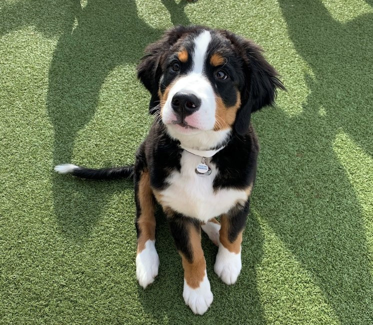Blog | Woof's Play & Stay