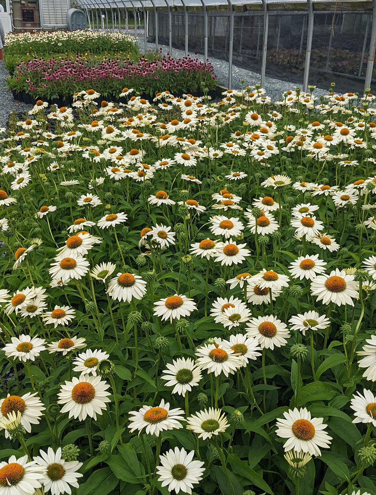 What's a Cultivar? Why Should You Care?