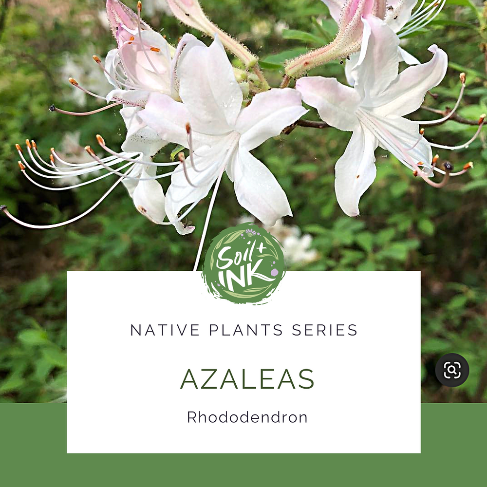 Native Plants Series: Azaleas