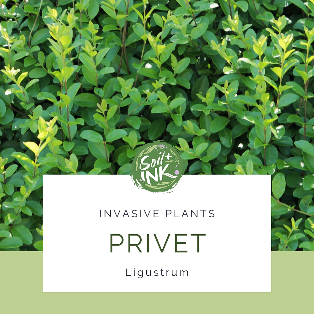 Invasive Plants Series: Privet