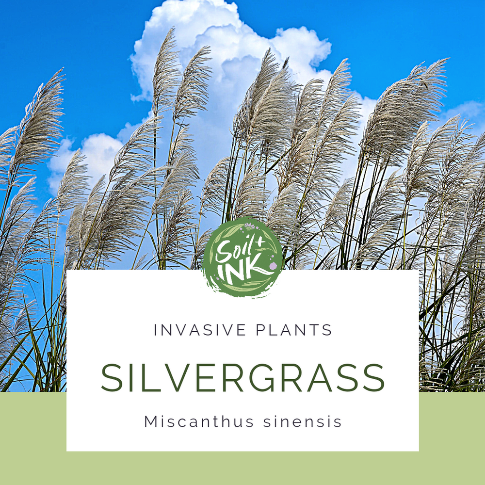 Invasive Plants: Chinese Silvergrass